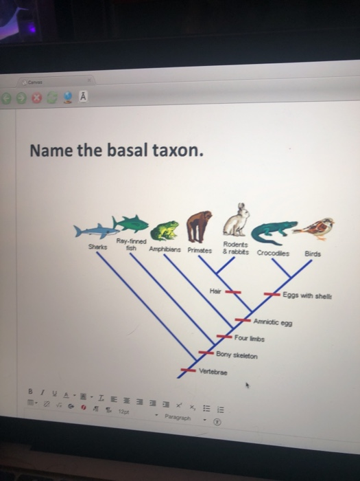 Solved Name the basal taxon. Ray-finned Sharks Rodents | Chegg.com