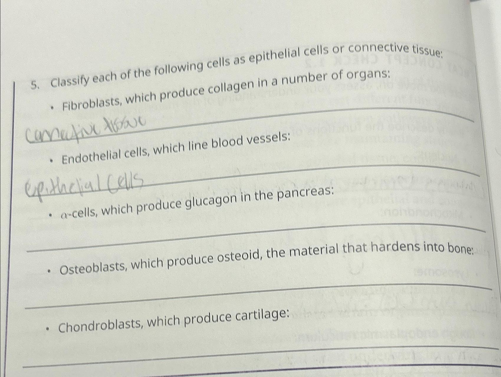 Solved Classify each of the following cells as epithelial | Chegg.com