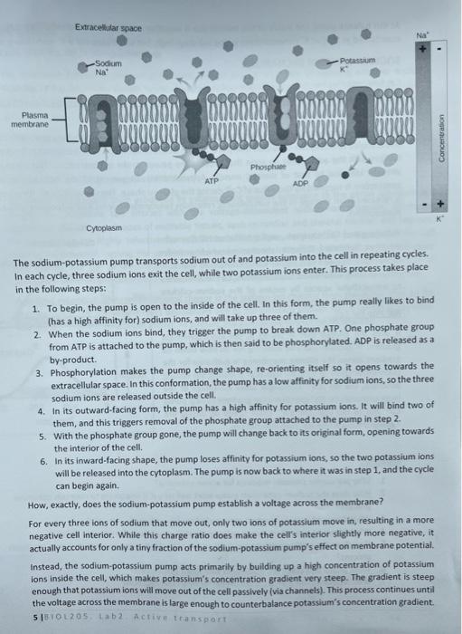 Solved SODIUM-POTASSIUM PUMP One of the most important pumps | Chegg.com