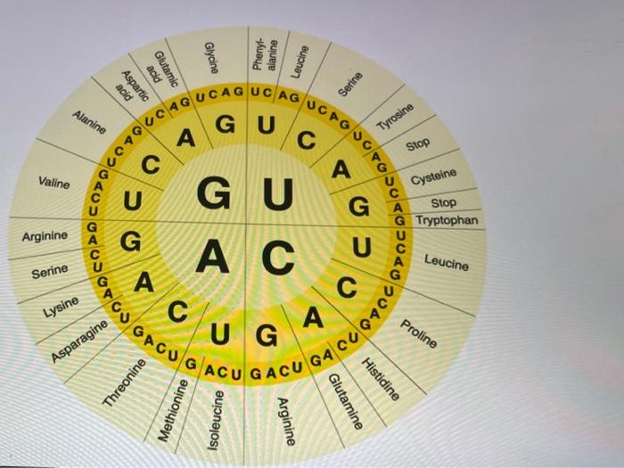 Solved A) Transcribe the above sequence to mRNA, write down | Chegg.com