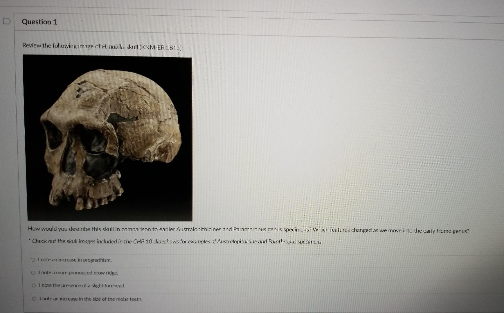 Solved Question 1 Review the following image of H. habilis | Chegg.com