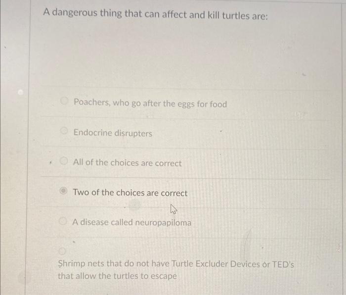 A dangerous thing that can affect and kill turtles | Chegg.com