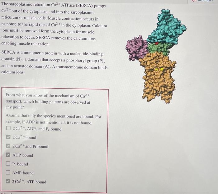 Solved The sarcoplasmic reticulum Ca2+ATPase (SERCA) pumps | Chegg.com