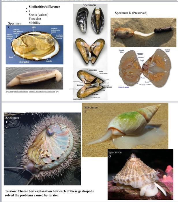 Solved The best explanation of how these gastropods solved | Chegg.com Solved The best explanation of how these gastropods solved | Chegg.com