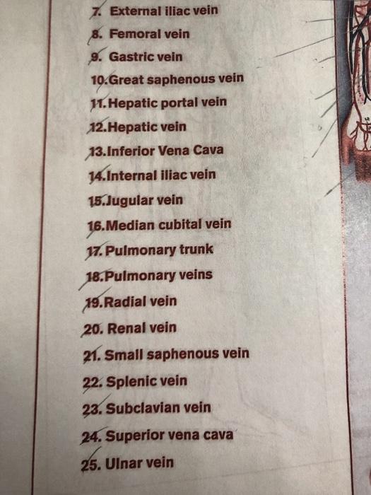 Solved UNIT 1: THE CARDIOVASCULAR SYSTEM Activity 5: Flatman | Chegg.com