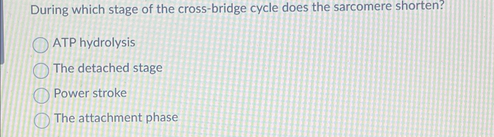 Solved During which stage of the cross-bridge cycle does the | Chegg.com