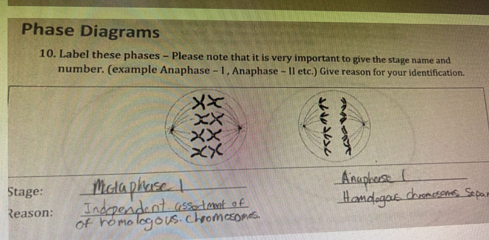 Solved Phase Diagrams10. ﻿Label these phases - ﻿Please note | Chegg.com