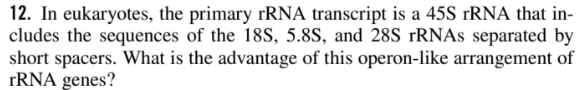 Solved In eukaryotes, the primary rRNA transcript is a 45S | Chegg.com