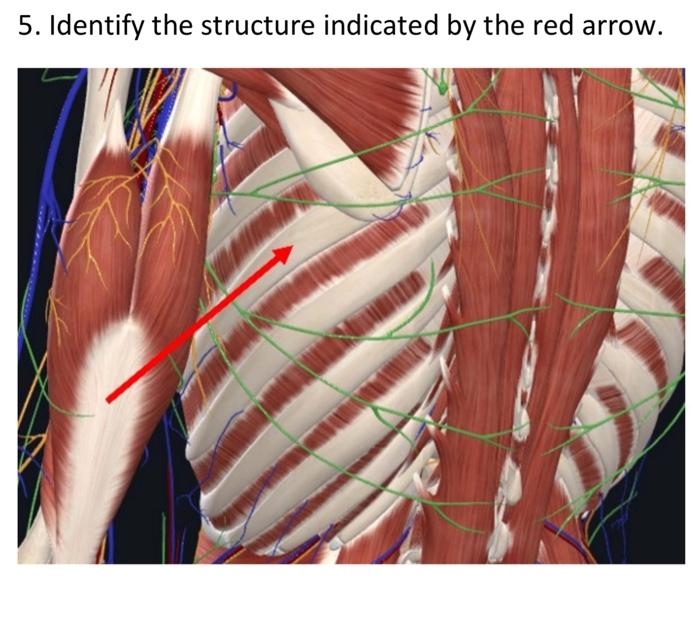 Solved 5. Identify the structure indicated by the red arrow. | Chegg.com