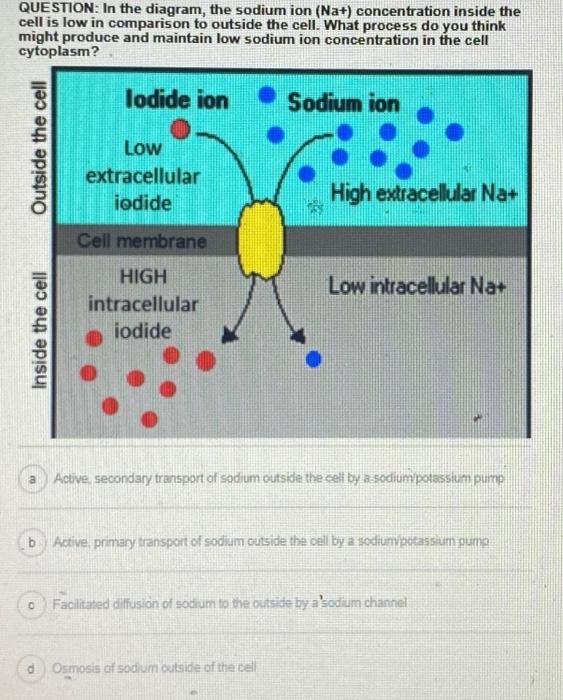 Solved QUESTION: In the diagram, the sodium ion (Na+) | Chegg.com