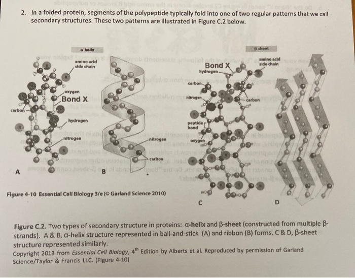 2. In a folded protein, segments of the polypeptide | Chegg.com