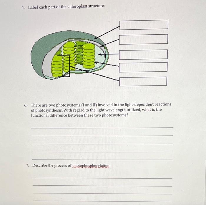Solved Name your submission Lastname, Photoswuthesis and | Chegg.com