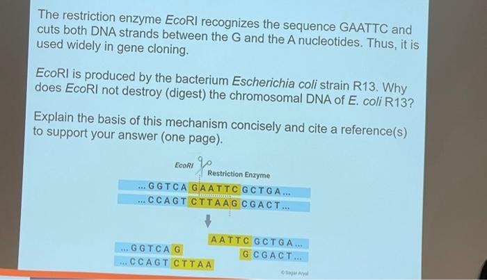 Solved The restriction enzyme EcoRI recognizes the sequence | Chegg.com
