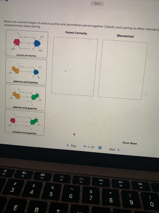 Solved Saved Below are several images of various purines and | Chegg.com