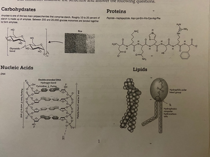 Solved In each of the macromolecules, use dash line to draw | Chegg.com