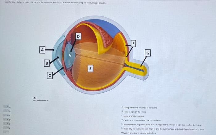 solved-use-the-below-to-ach-the-parts-of-the-eyes-the-chegg