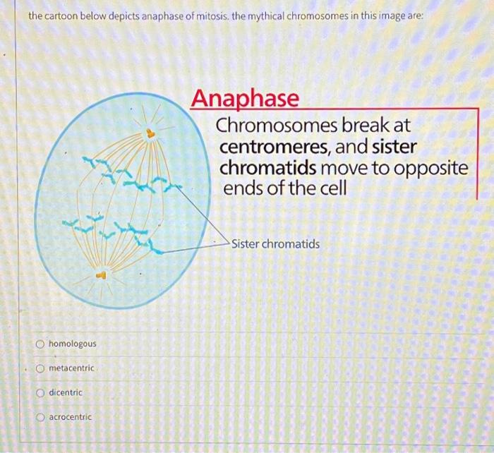 Solved the cartoon below depicts anaphase of mitosis. the | Chegg.com