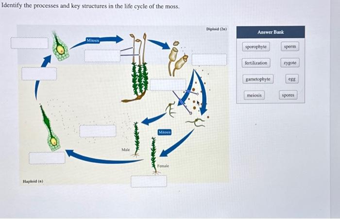 Solved Identify the processes and key structures in the life | Chegg.com