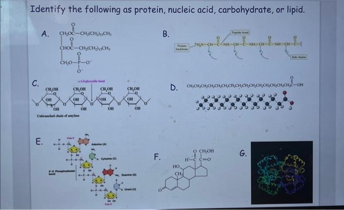 Solved Identify the following as protein, nucleic acid, | Chegg.com