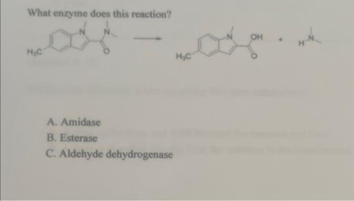 Solved What enzyme does this reaction? N H₂C A. Amidase B. | Chegg.com