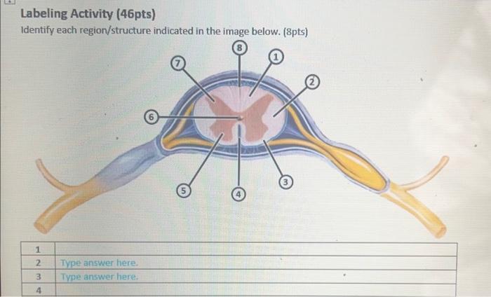 Solved Labeling Activity (46pts) Identify each | Chegg.com