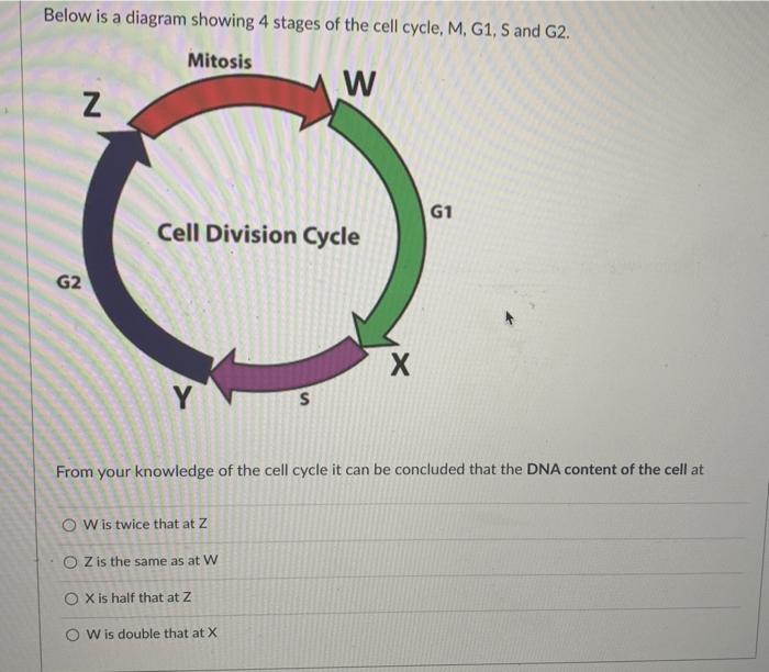 Solved Below is a diagram showing 4 stages of the cell | Chegg.com