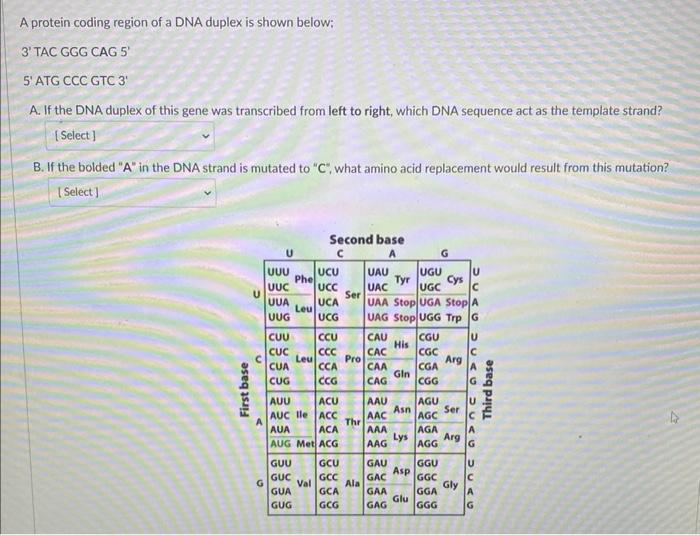 Solved A protein coding region of a DNA duplex is shown | Chegg.com