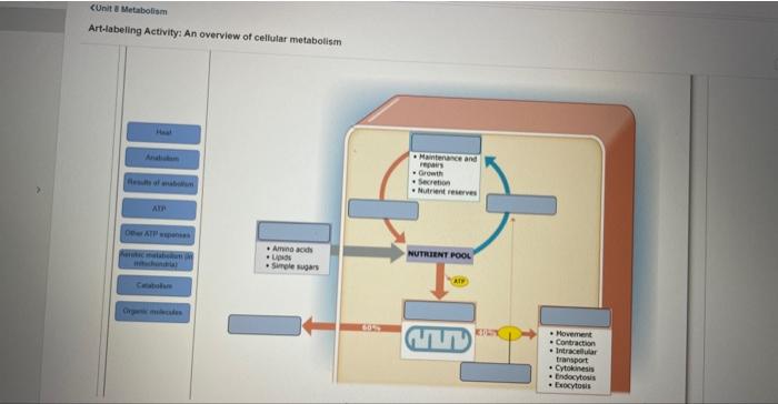 Solved Art-labeling Activity: An overview of cellular | Chegg.com