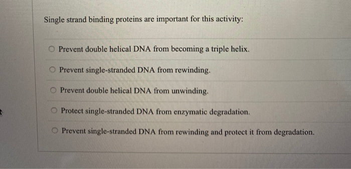 Solved Single strand binding proteins are important for this | Chegg.com