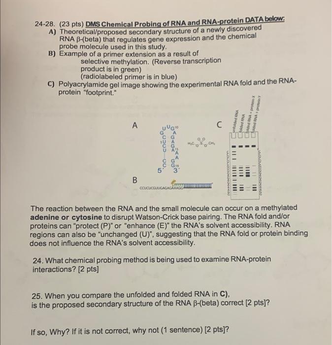 Solved 24-28. (23 pts) DMS Chemical Probing of RNA and | Chegg.com