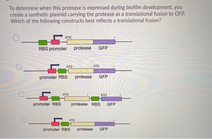 Solved To determine when this protease is expressed during | Chegg.com