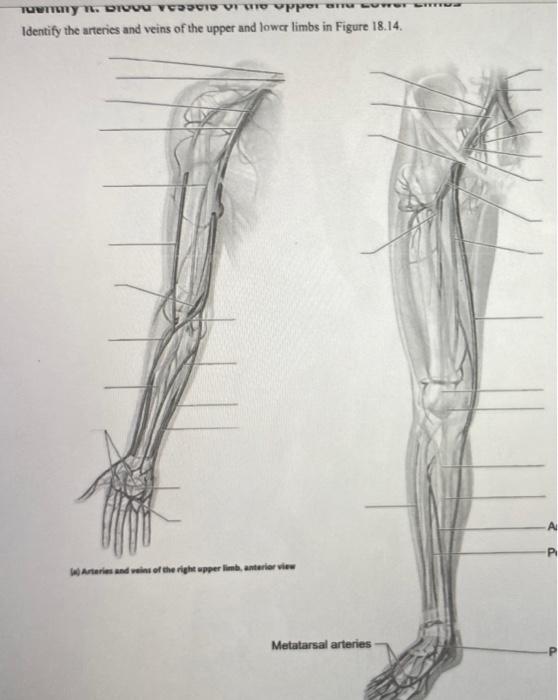 Solved label the blood vessels of the upper and lower limbs | Chegg.com