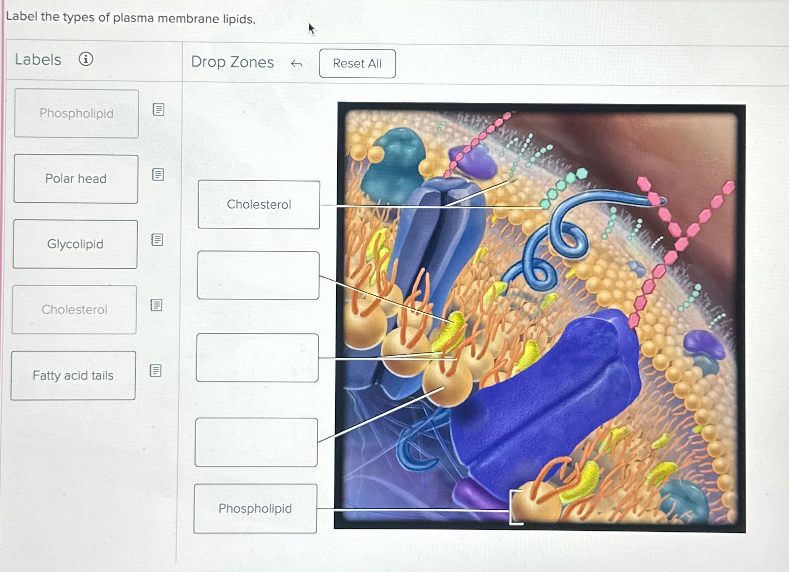 Solved Label the types of plasma membrane | Chegg.com
