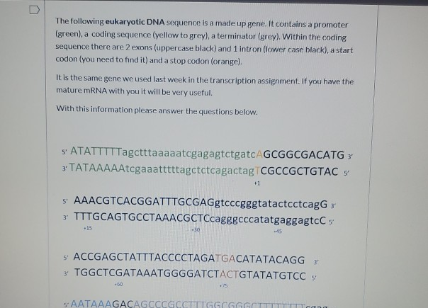 Solved U The following eukaryotic DNA sequence is a made up | Chegg.com