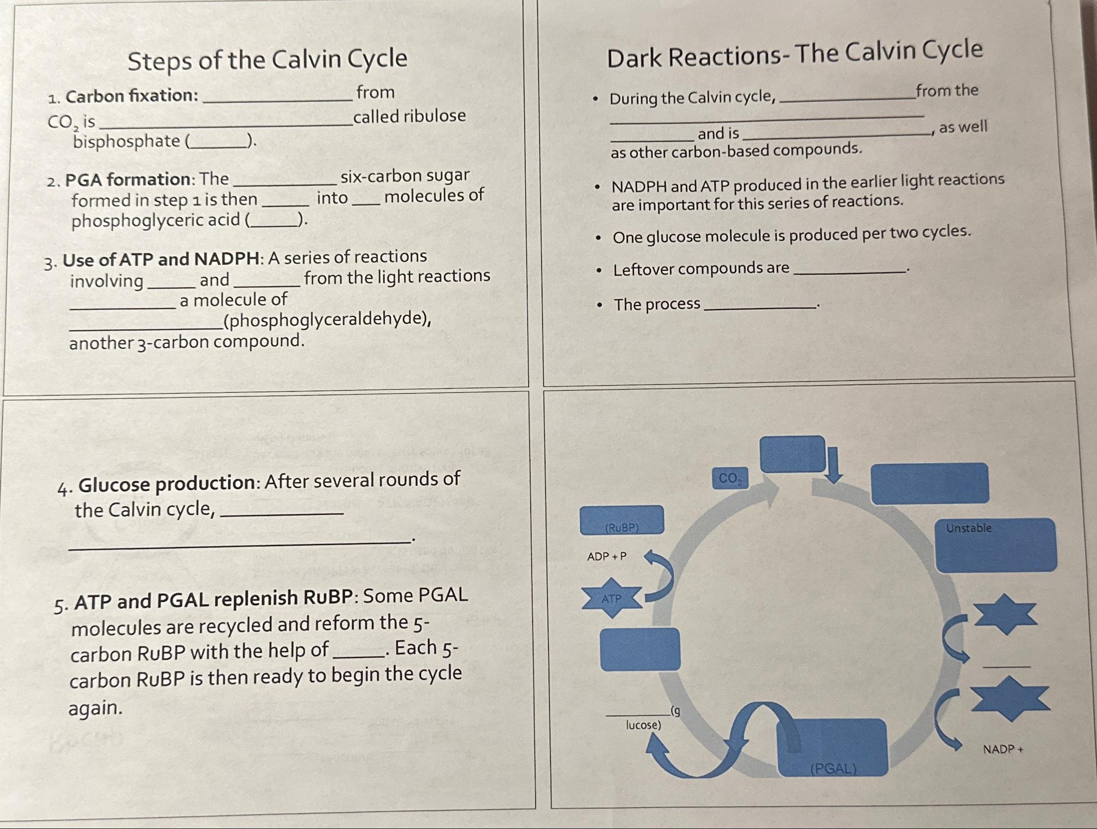 Solved Steps of the Calvin CycleCarbon fixation:fromCO2 ﻿is | Chegg.com
