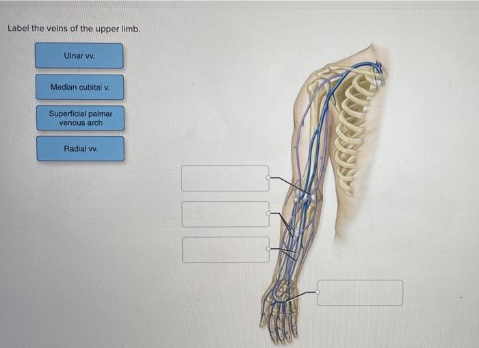 Solved Label the veins of the upper limb. Ulnar W. Median | Chegg.com