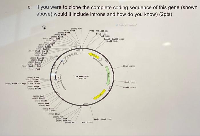 c. If you were to clone the complete coding sequence | Chegg.com
