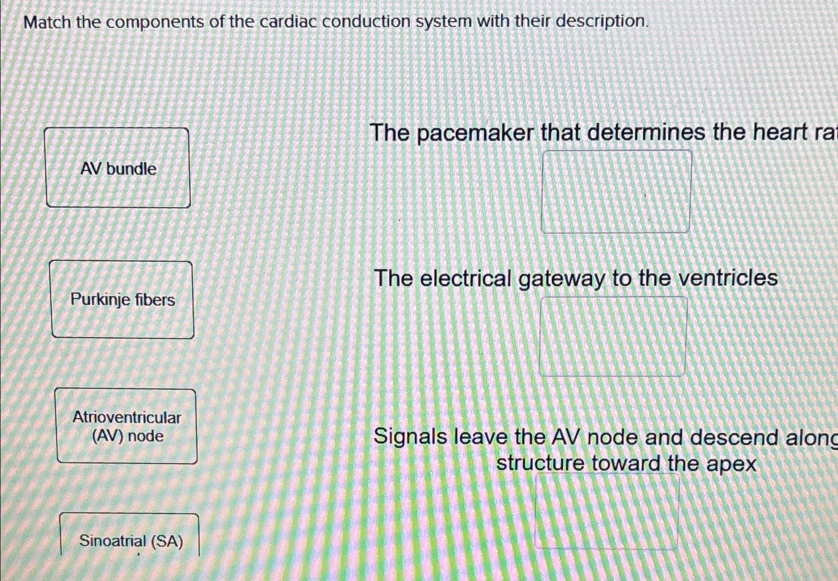 Solved Match the components of the cardiac conduction system | Chegg.com