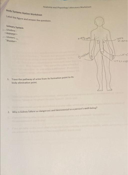 Solved Anatomy and Physiolony Laboratory Workel Body Systems | Chegg.com