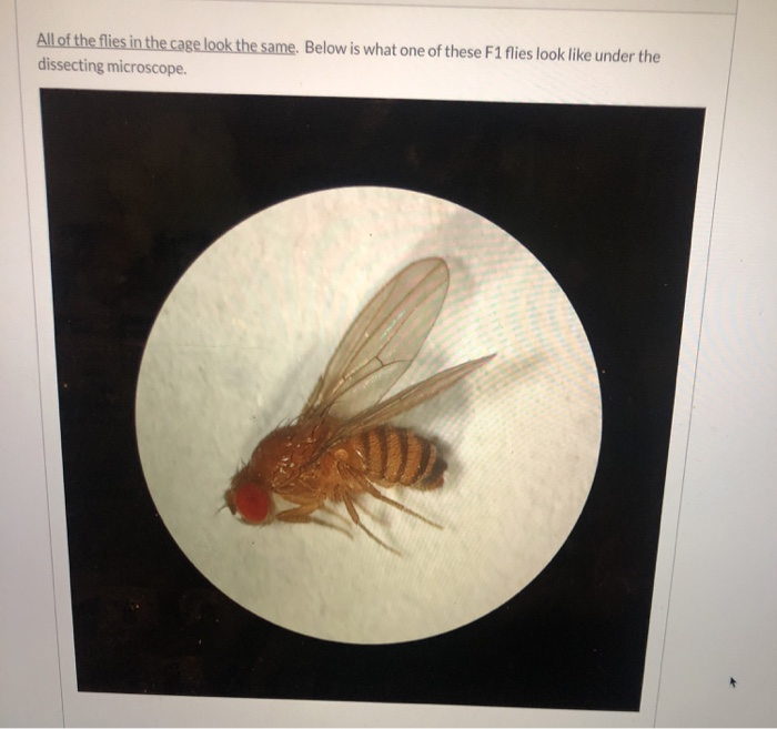 Solved All of the flies in the cage look the same. Below is | Chegg.com