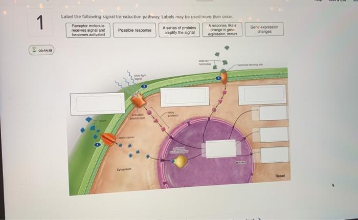 Solved 1 Label the following signal transduction pathway, | Chegg.com