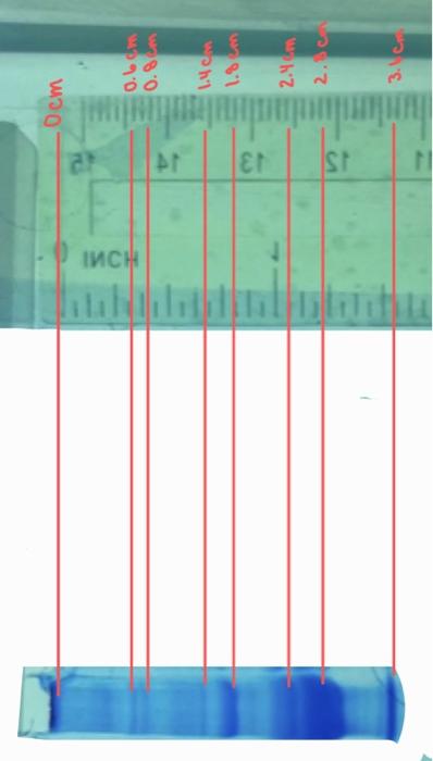 Solved using the ruler to measure the marked bands how much | Chegg.com