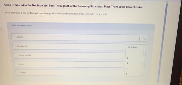 Solved Urine Produced in the Nephron Will Pass Through All | Chegg.com