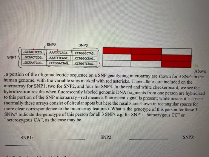 Solved , a portion of the oligonucleotide sequence on a SNP | Chegg.com