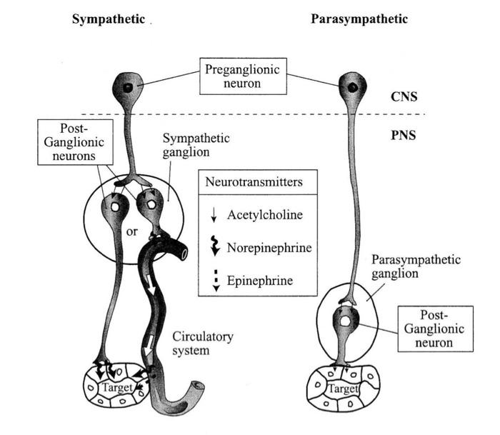 Solved 4. One of the sympathetic post-ganglionic neurons in | Chegg.com