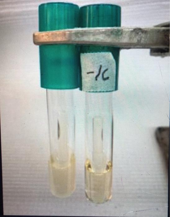 Solved Nitrate experiemental tube (left) and control (right) | Chegg.com