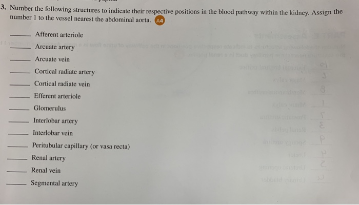 Solved 3. Number the following structures to indicate their | Chegg.com
