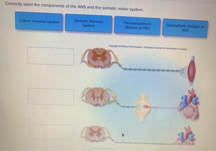 Solved Correctly label the components of the ANS and the | Chegg.com