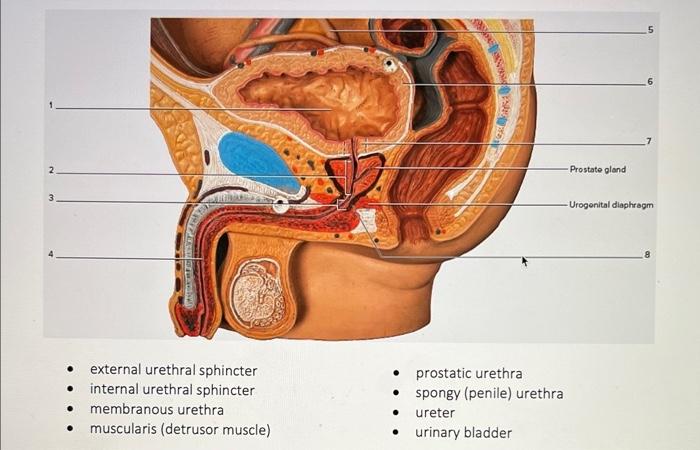 - external urethral sphincter - internal urethral | Chegg.com