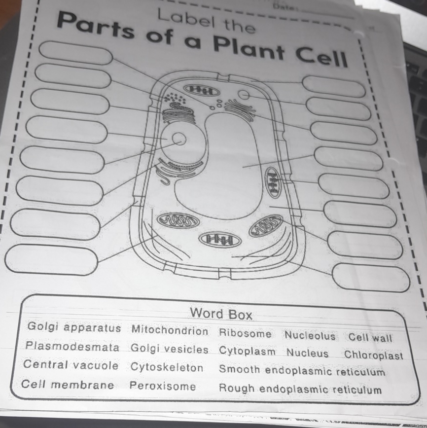 Solved Label theParts of a Plant CellCell membraneWord | Chegg.com